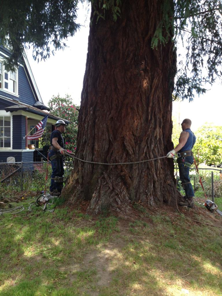 Large Tree Removal | Ranger Tree Experts